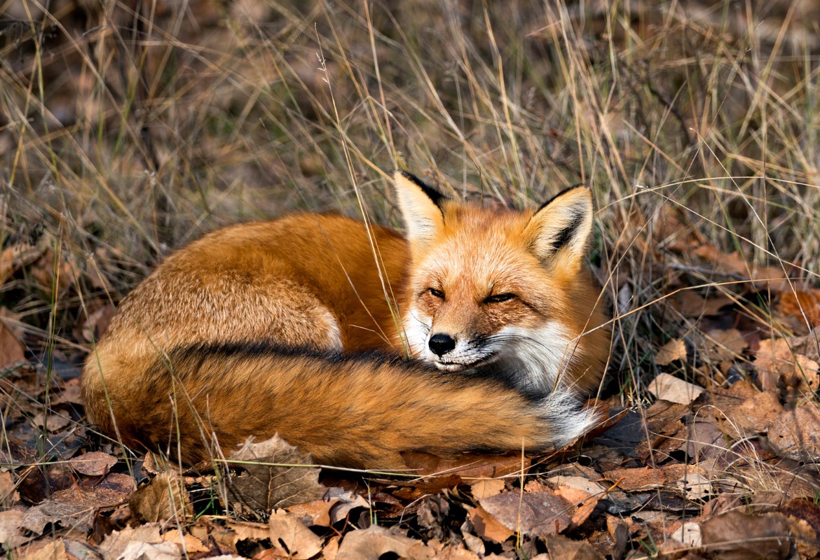 Hessilhead Wildlife Rescue Centre - Cunninghame Housing Association
